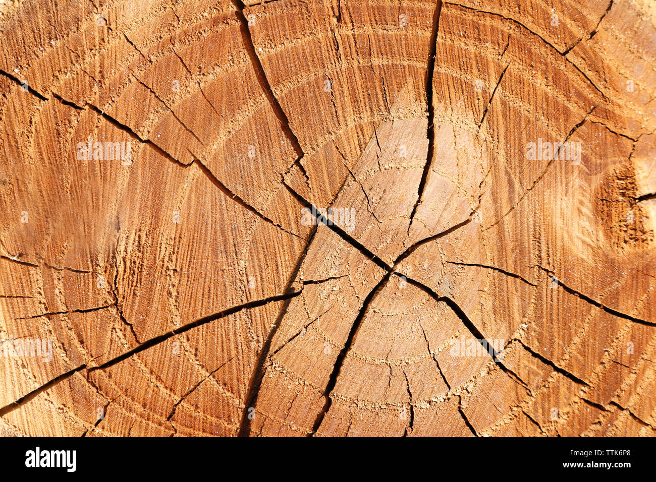 Tree trunk cross section, closeup Stock Photo - Alamy
