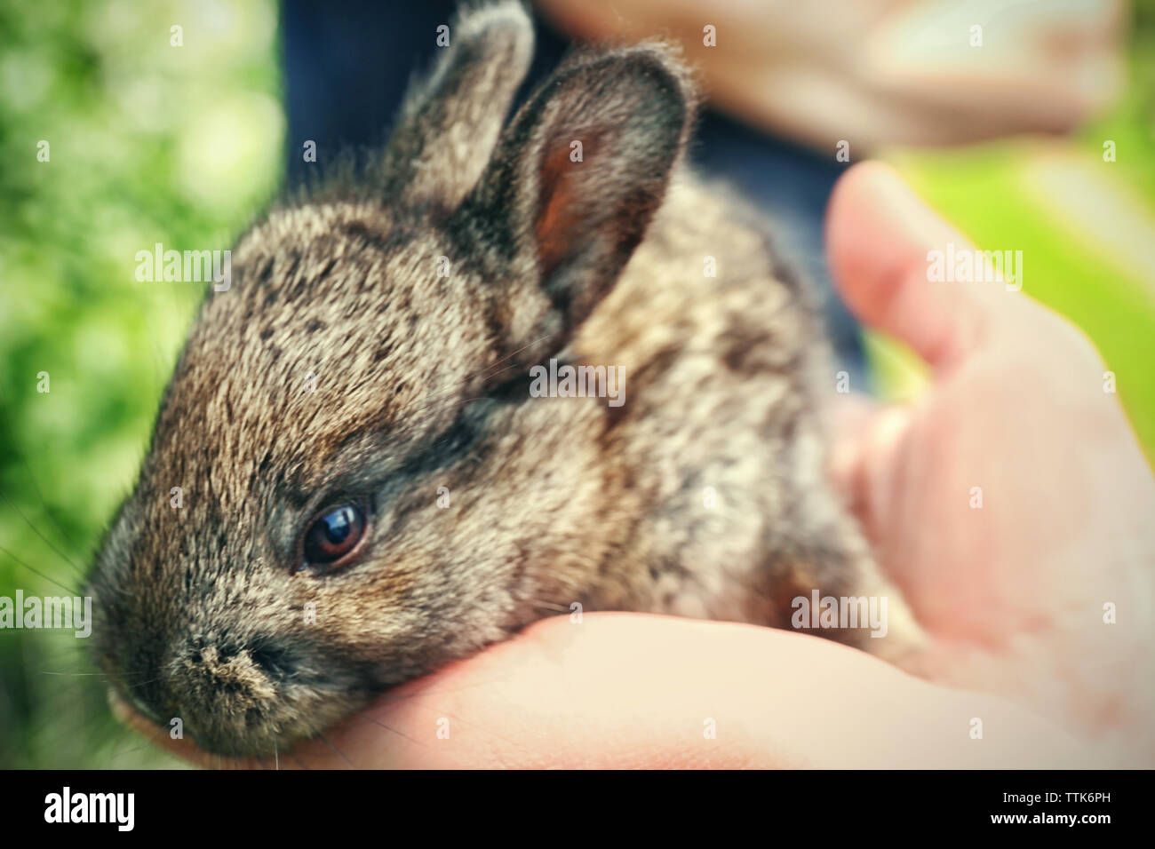 Baby rabbit in woman hands Stock Photo - Alamy