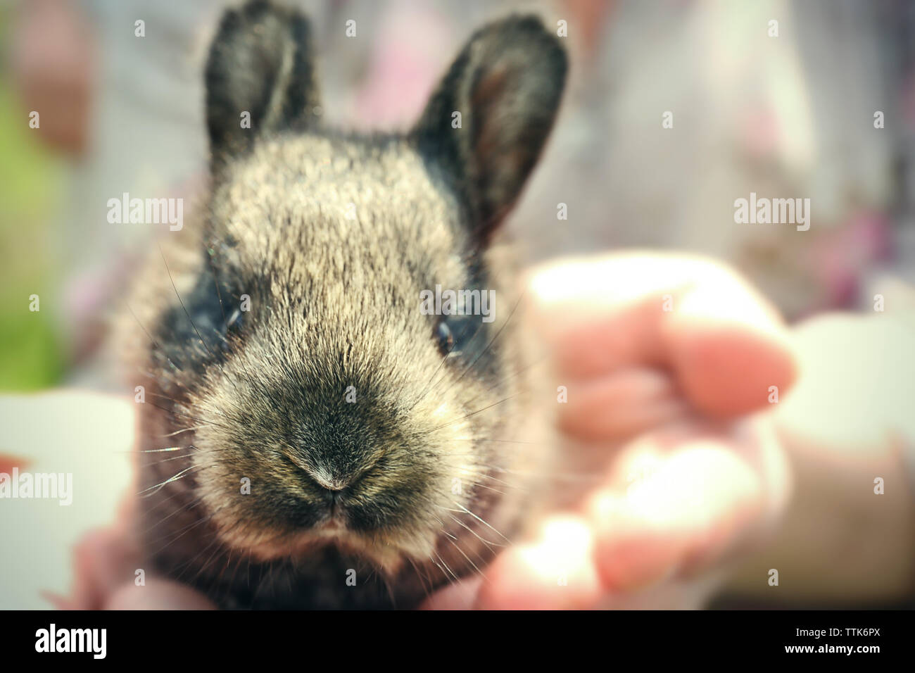 Baby rabbit in woman hands Stock Photo - Alamy