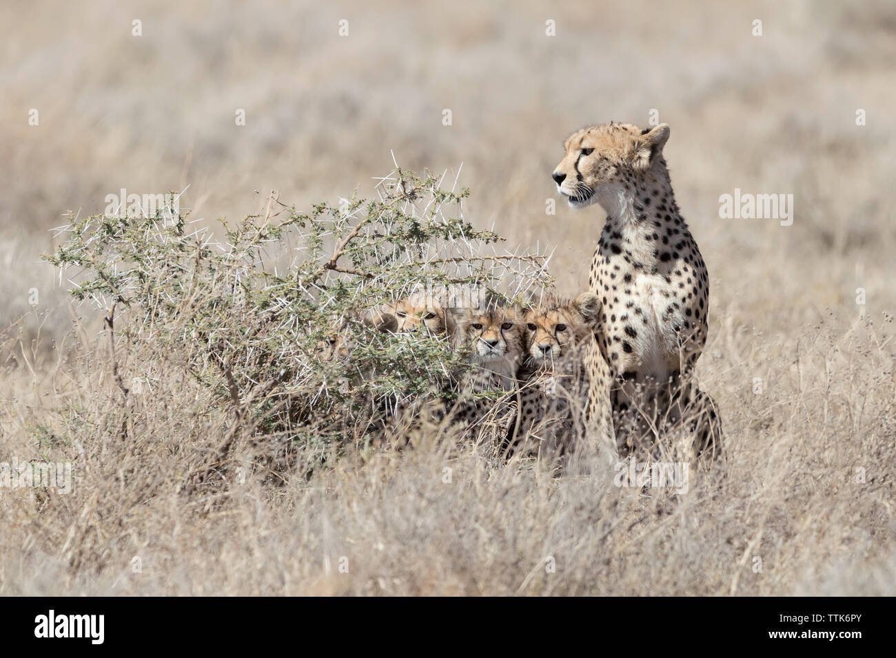 Cheetah (Acinonyx jubatus) family portrait with cubs hiding behind a ...