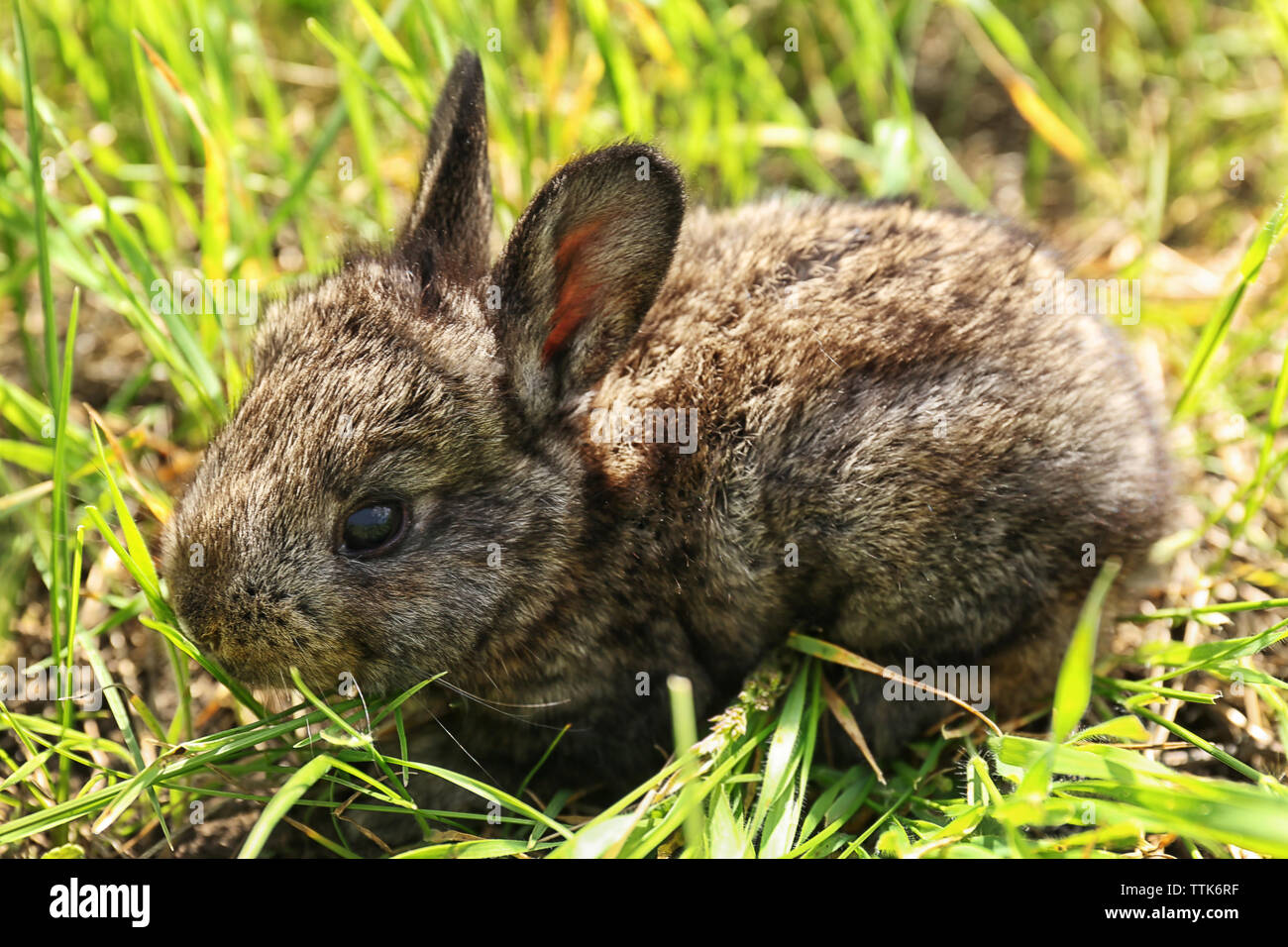 Baby rabbit eating hi-res stock photography and images - Alamy