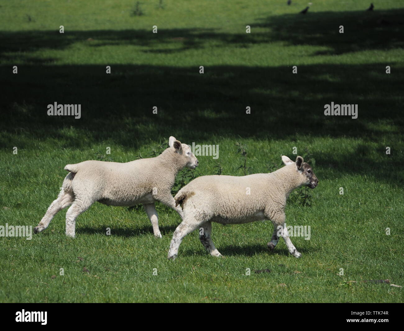 Merino meat sheep hi-res stock photography and images - Alamy