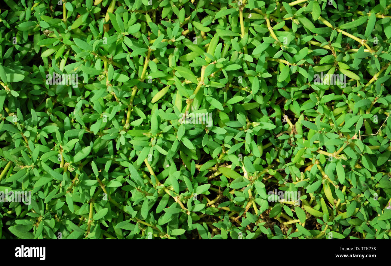 Exotic green bush background Stock Photo - Alamy