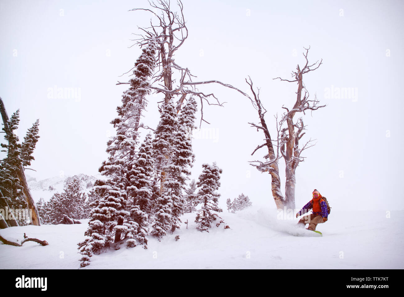 Frozen trees sky field cold temperature hi-res stock photography and ...