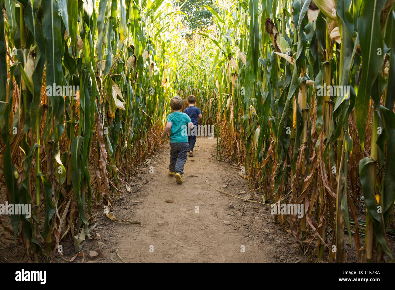 Corn Maze High Resolution Stock Photography and Images - Alamy