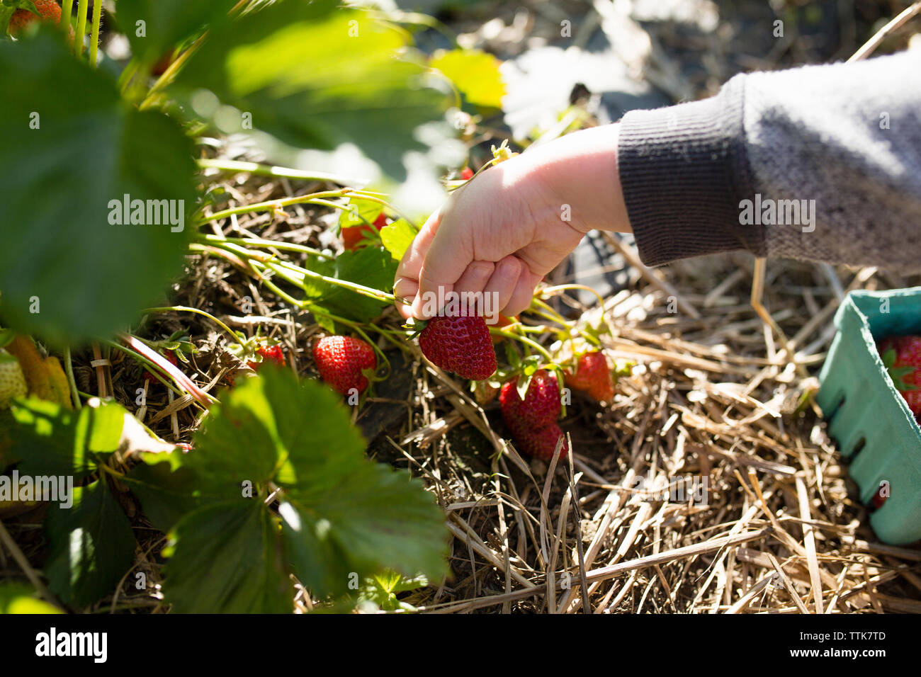 Cropped hand of boy picking strawberry from plant at farm Stock Photo ...