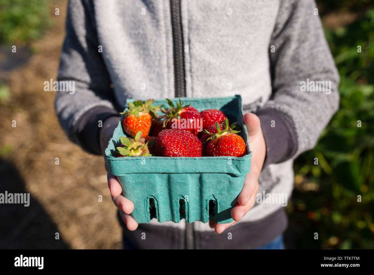 Midsection of boy holding harvested strawberries in container at farm ...