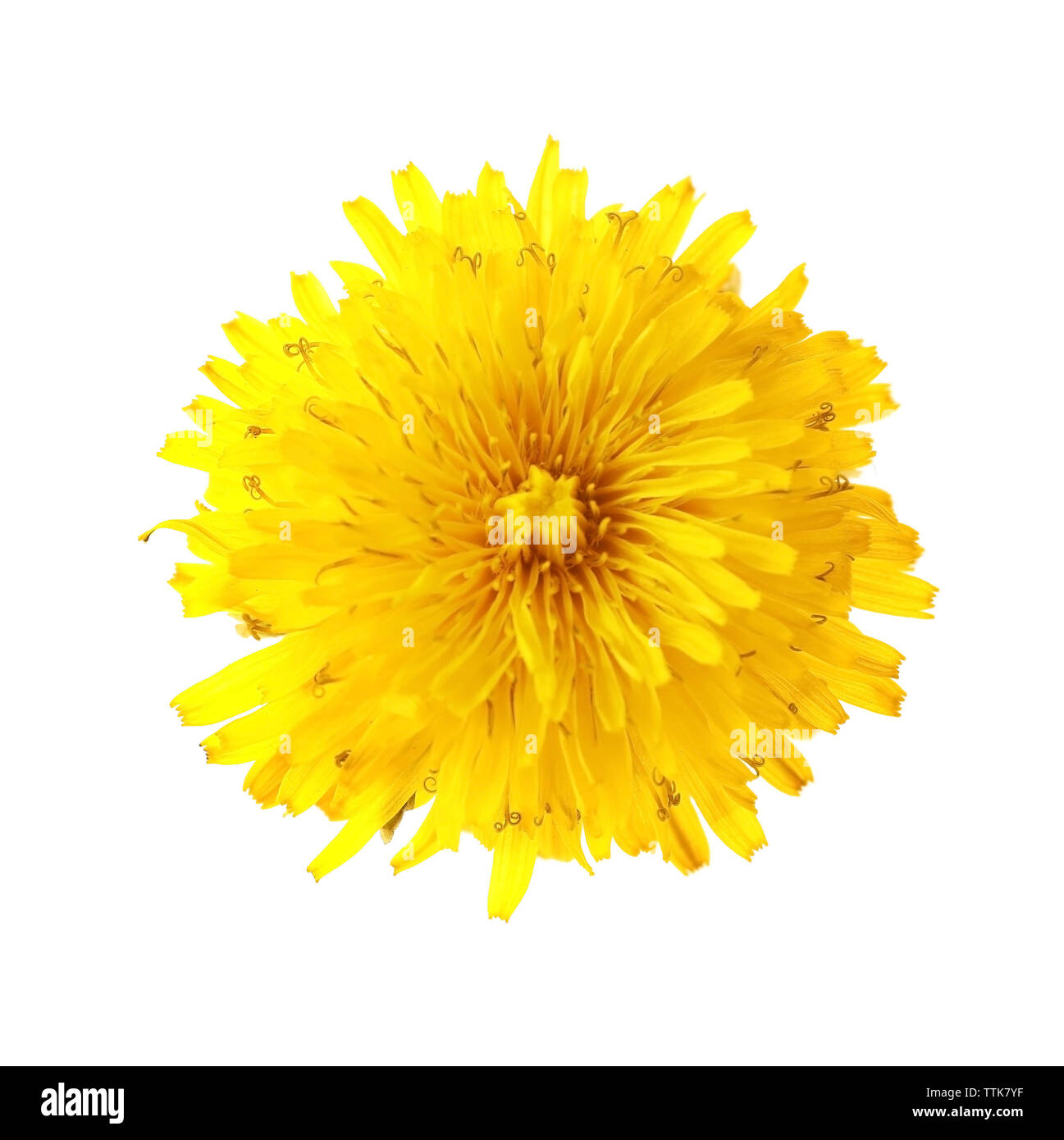 Growing dandelion Cut Out Stock Images & Pictures - Alamy