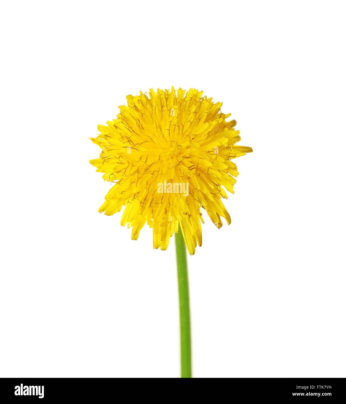 Growing dandelion Cut Out Stock Images & Pictures - Alamy