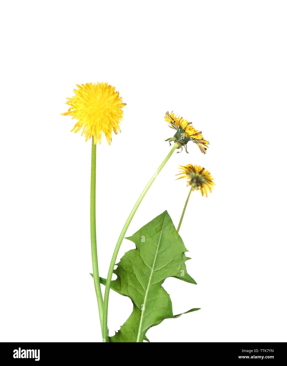 Dandelion isolated on white Stock Photo - Alamy