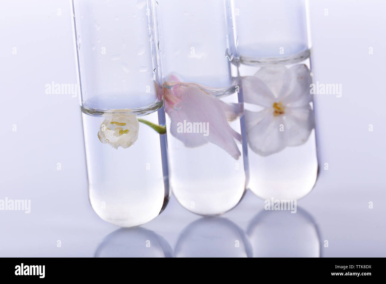 Process of making perfumes Stock Photo - Alamy