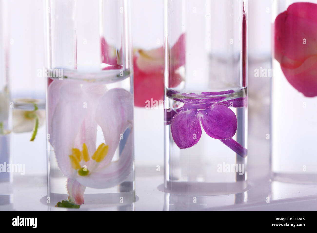 Process of making perfumes Stock Photo - Alamy