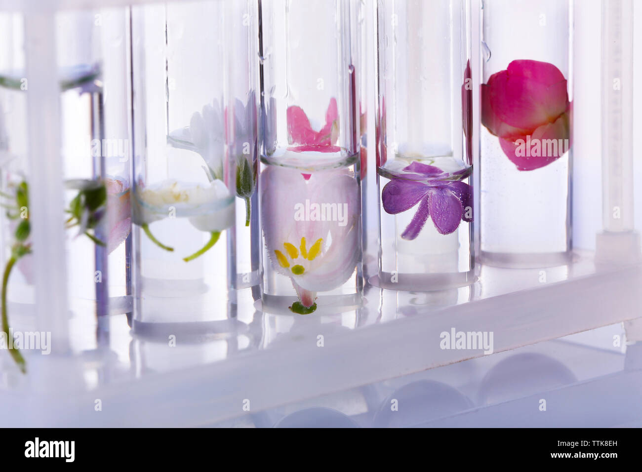 Process of making perfumes Stock Photo - Alamy