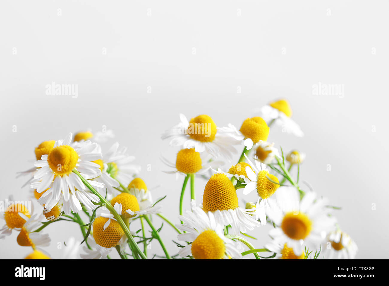 Daisy flowers on light background Stock Photo - Alamy