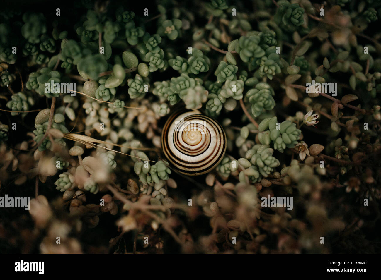 Snail plants hi-res stock photography and images - Alamy