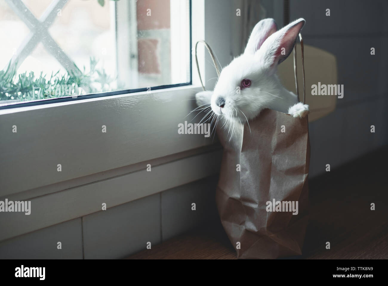 Rabbit in the window hi-res stock photography and images - Alamy