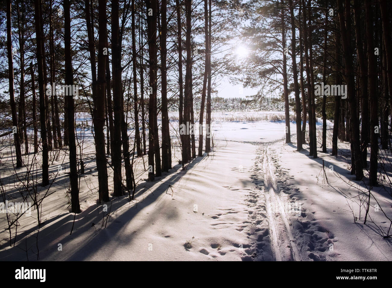 Sunny day trees shadow hi-res stock photography and images - Alamy