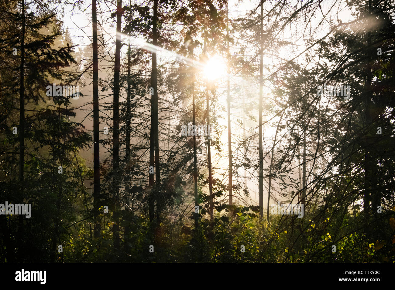 Sunlight trees hi-res stock photography and images - Alamy
