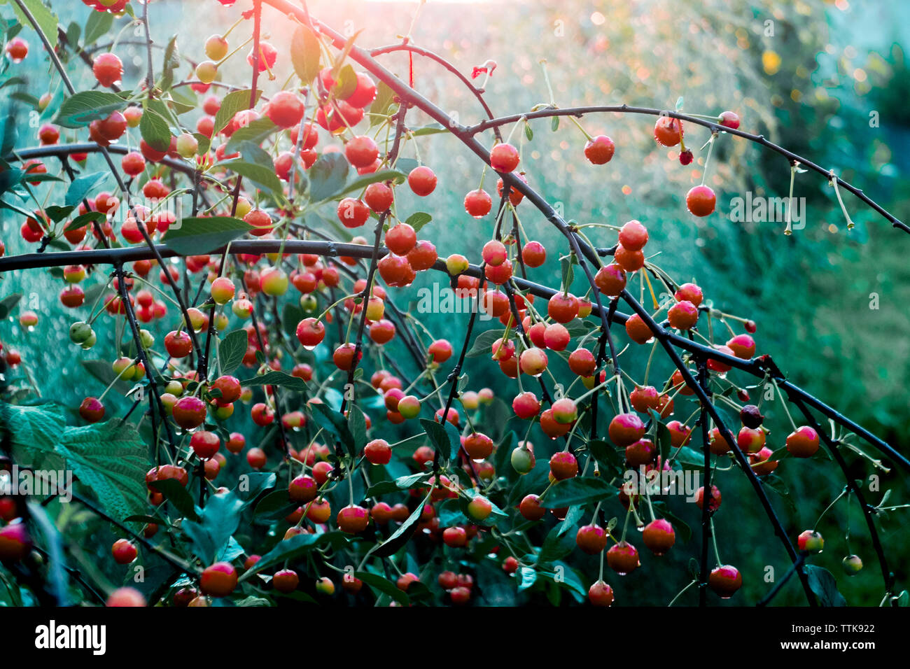 Wet tree branches hi-res stock photography and images - Alamy