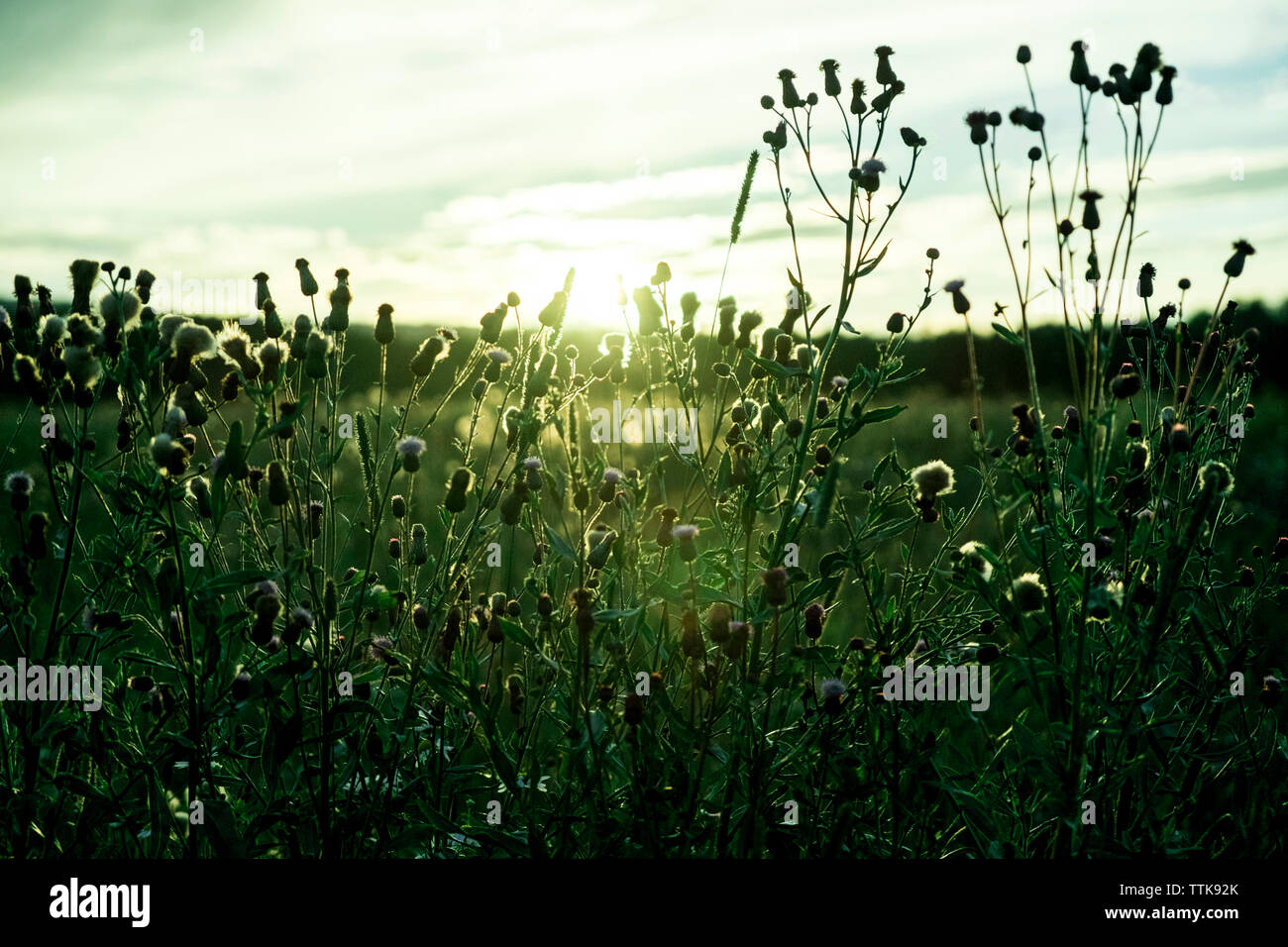 Plants Growing Field Sky Sunset Field High Resolution Stock Photography ...