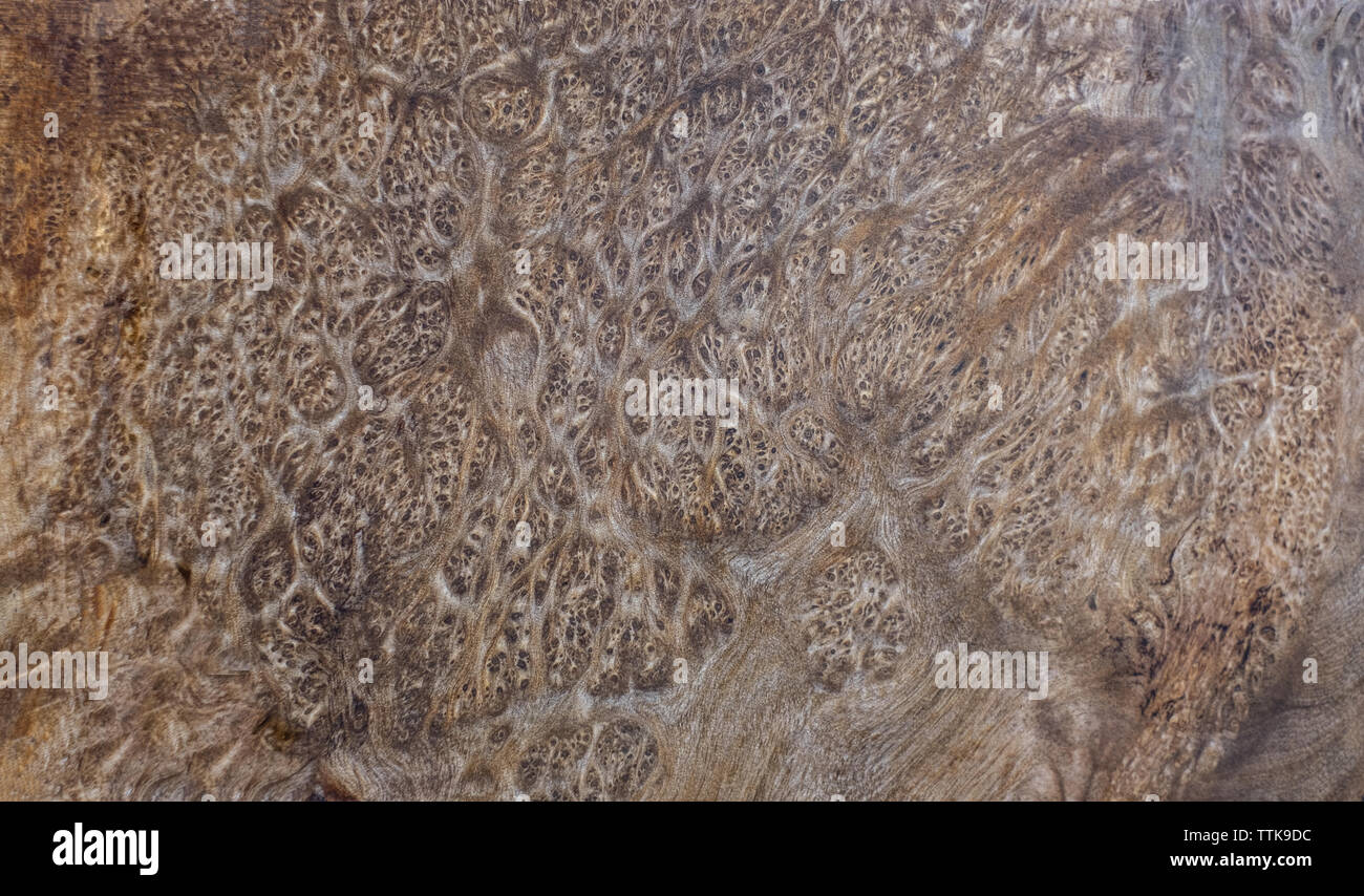 Nature salao burl wood striped for Picture prints interior decoration ...