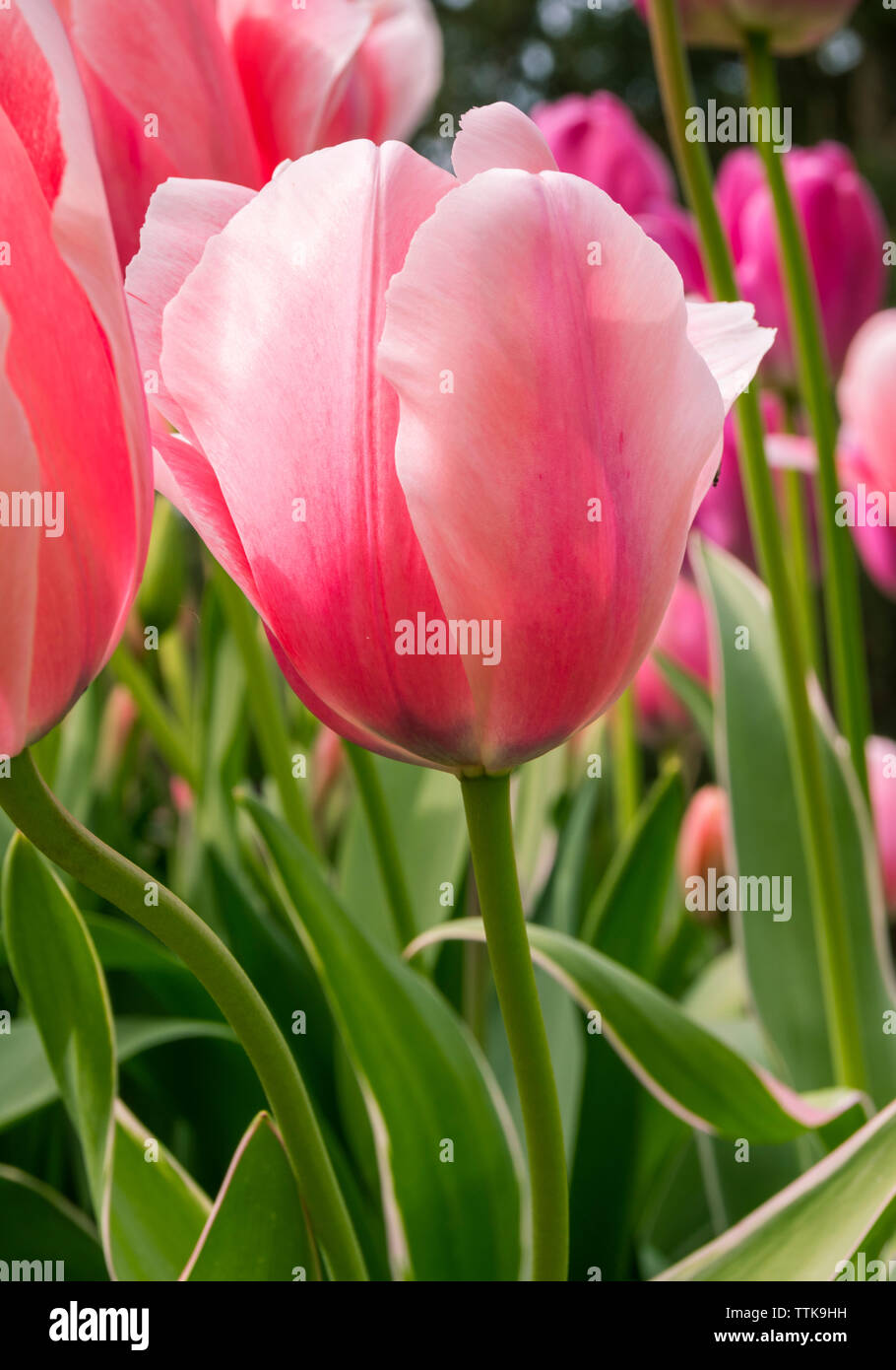 Spring flowering tulips growing in a garden Stock Photo - Alamy