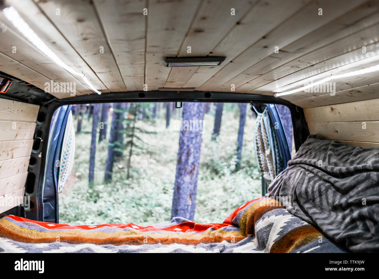 Trees in forest seen through vehicle Stock Photo - Alamy