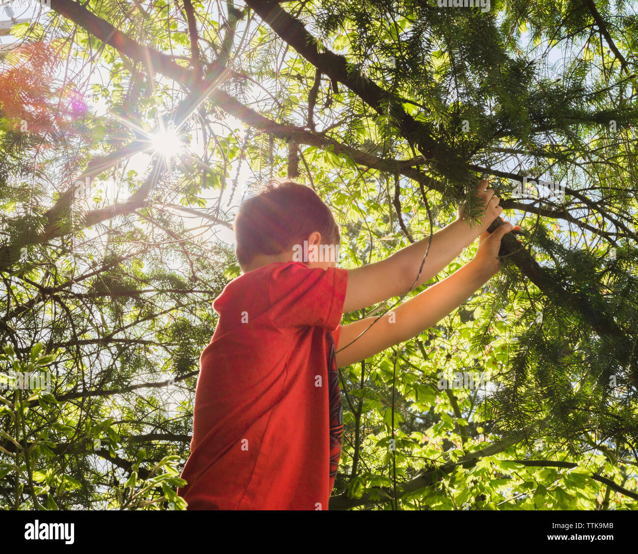 Holding up branches hi-res stock photography and images - Alamy