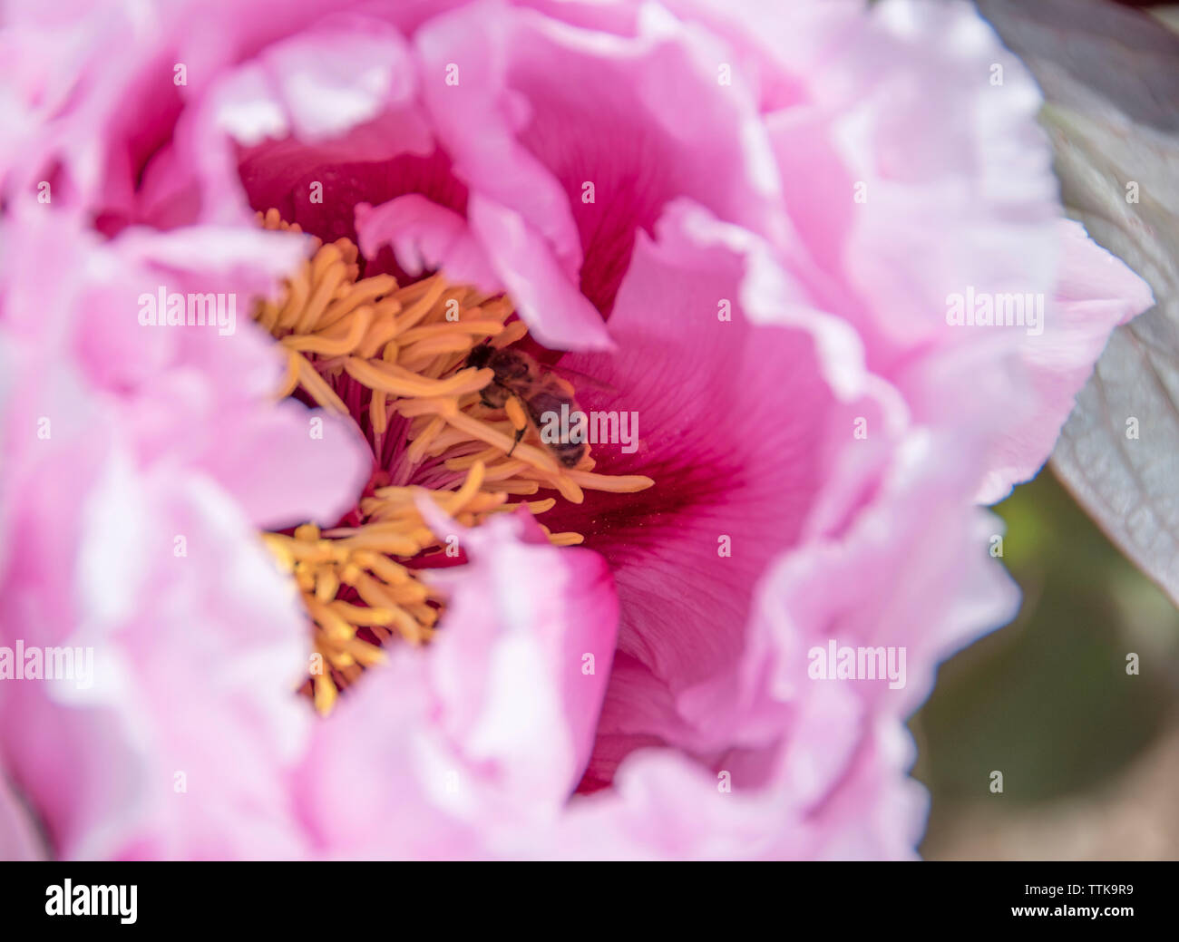 Pink peony with bee collecting pollen in the centre Stock Photo - Alamy