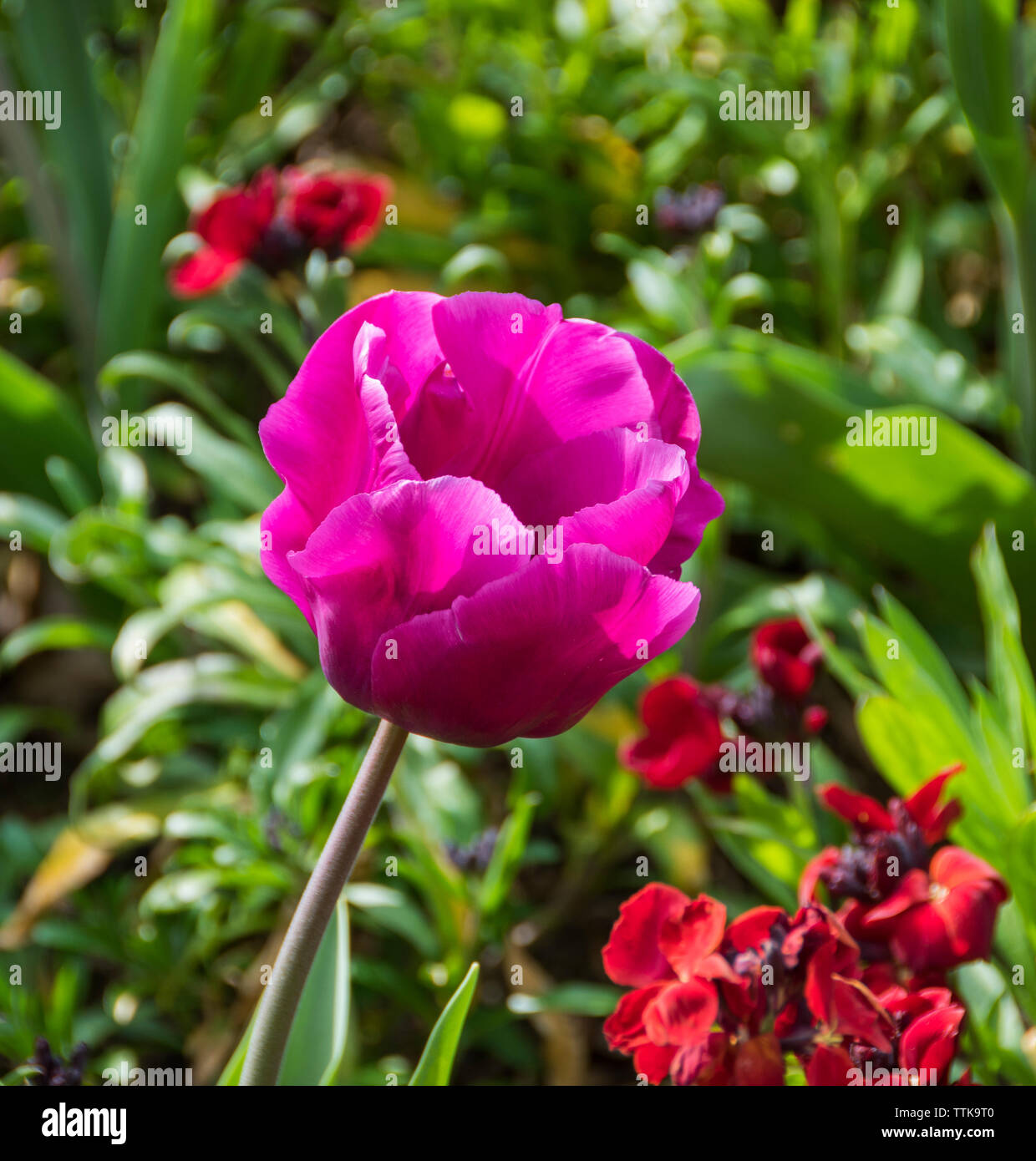 Spring flowering tulips growing in a garden Stock Photo - Alamy