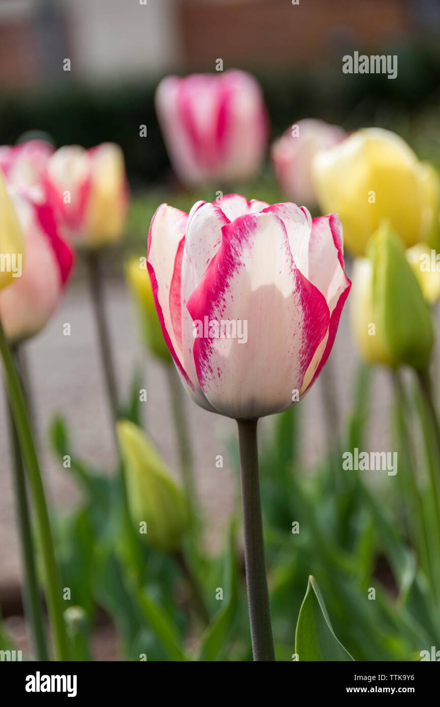 Spring flowering tulips growing in a garden Stock Photo - Alamy