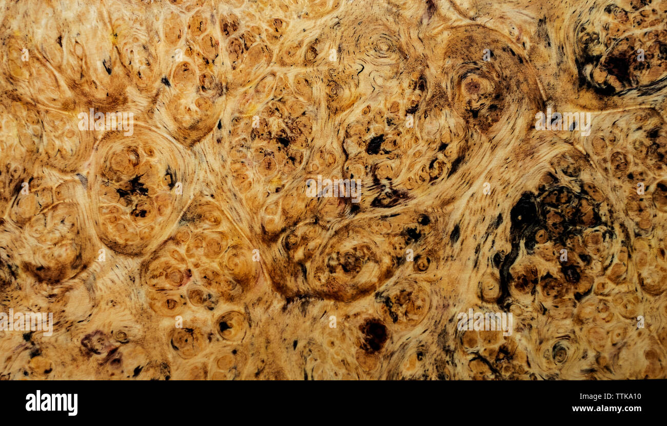 Nature burl wood texture Stock Photo - Alamy