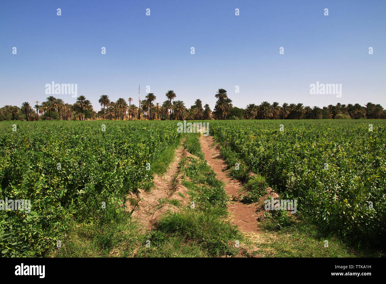 Sudan village on Nile river Stock Photo - Alamy