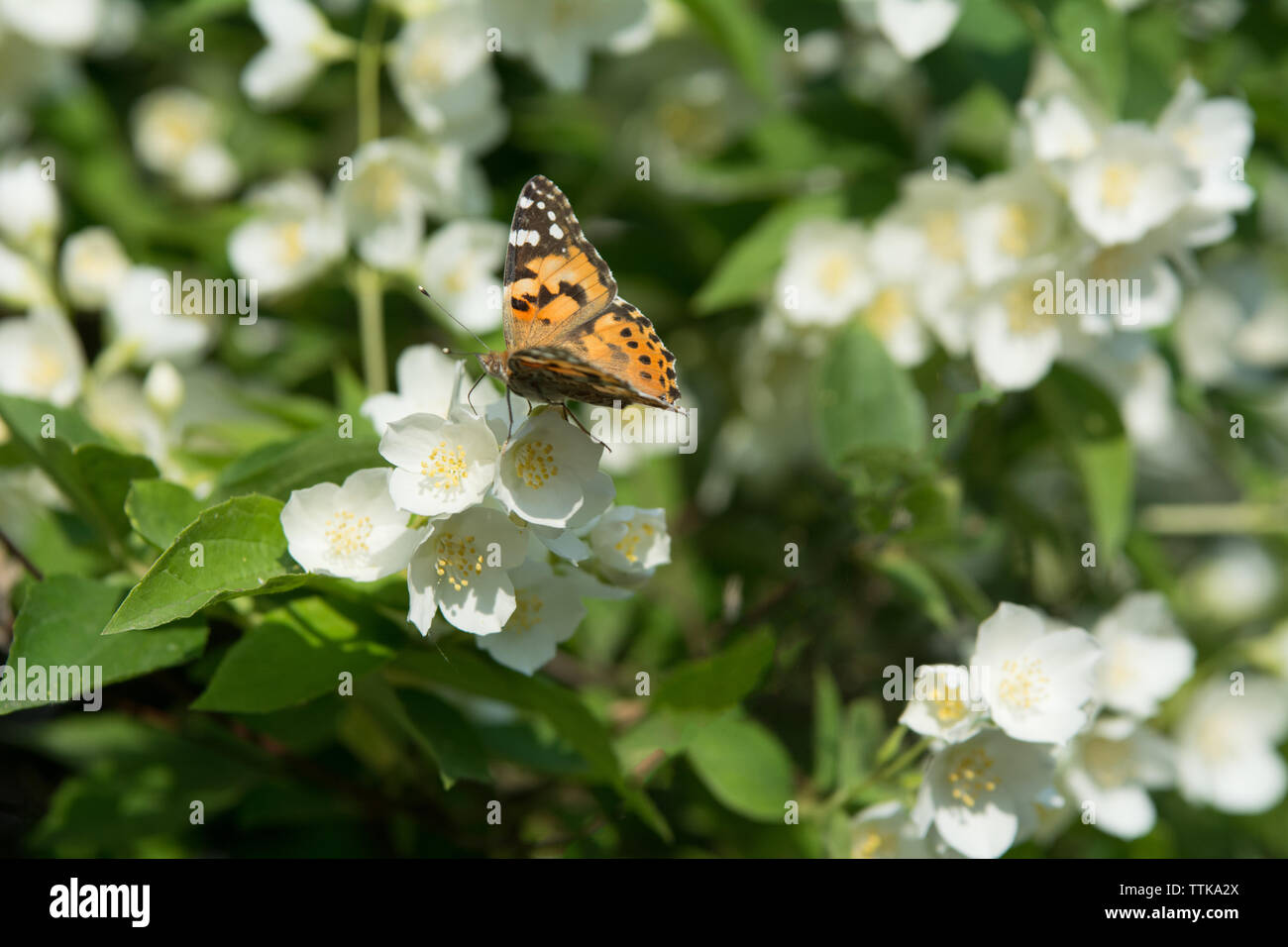 Cosmopolitan butterfly feeding on jasmine blossom - proboscis inside ...
