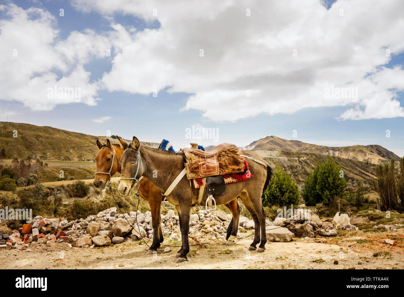 Two mules hi-res stock photography and images - Alamy