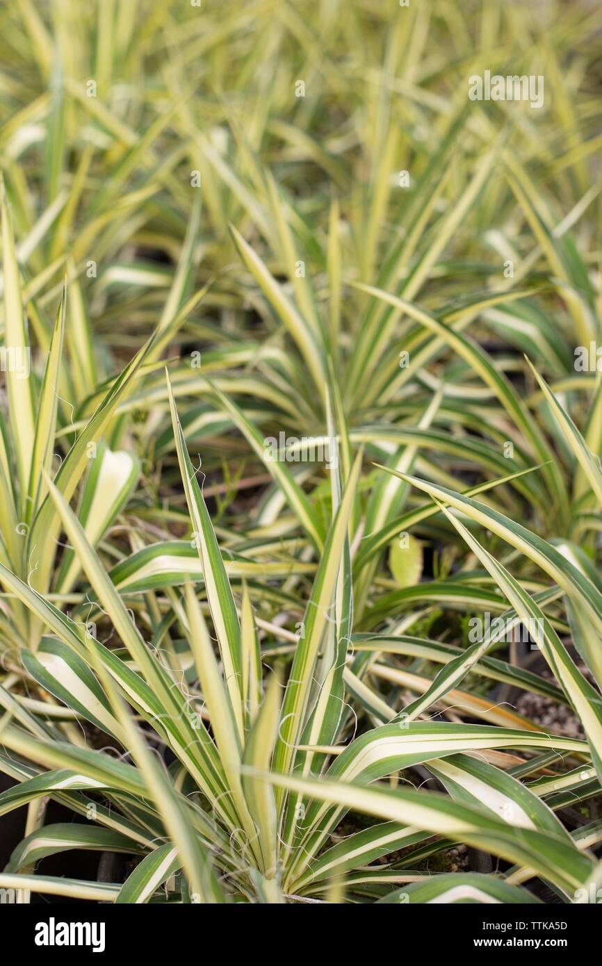 Golden sword hi-res stock photography and images - Alamy