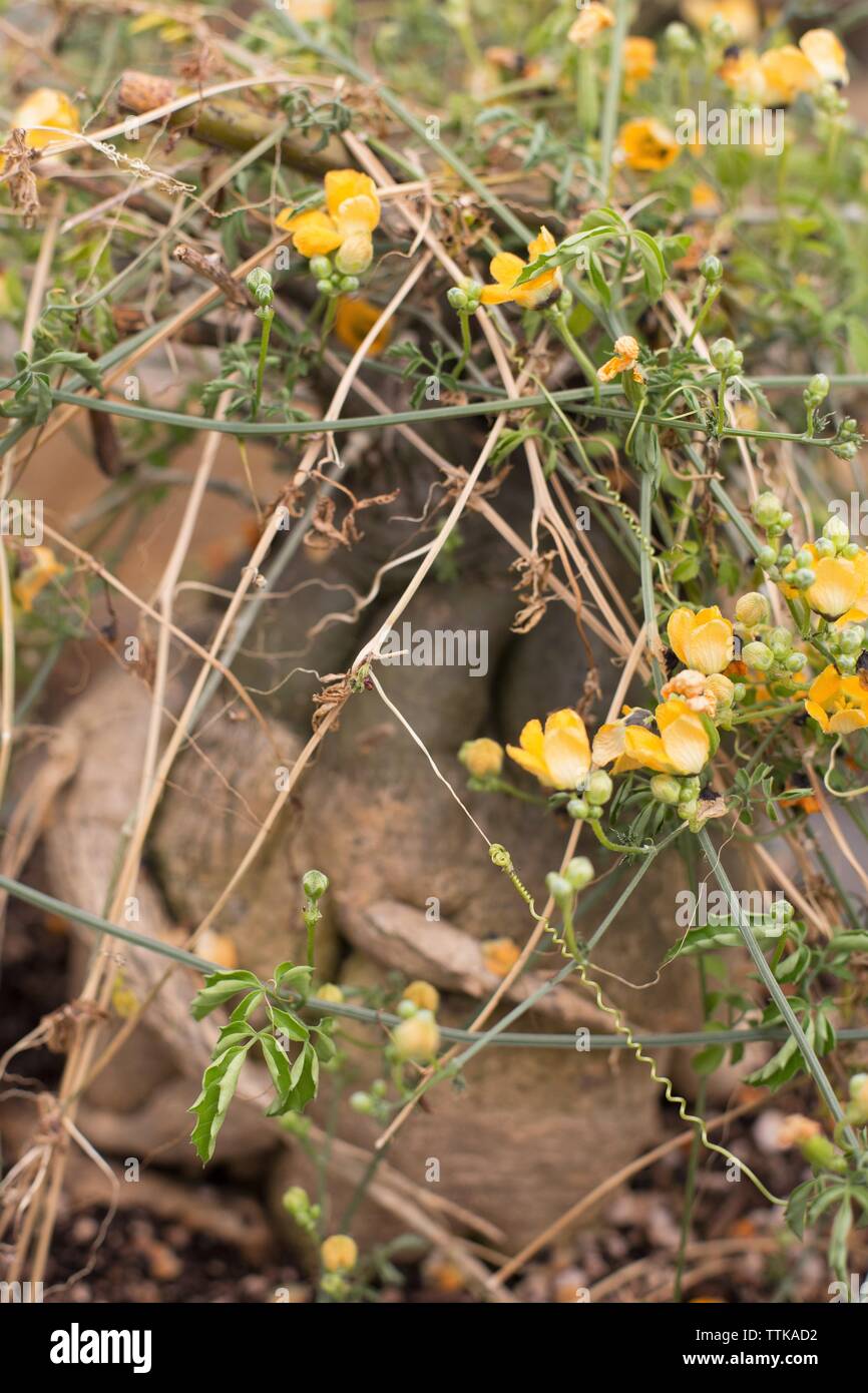 Momordica rostrata hi-res stock photography and images - Alamy