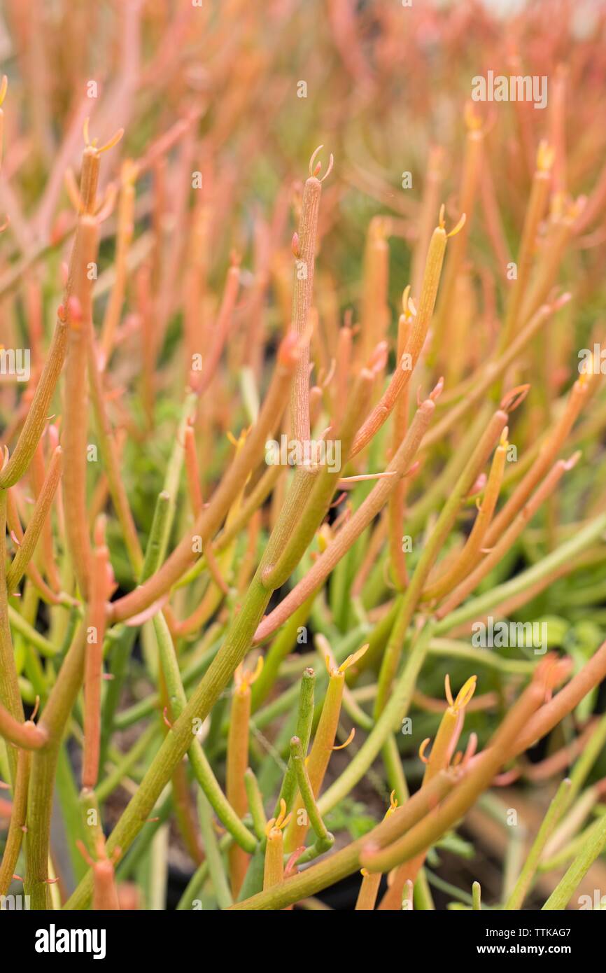 Euphorbia tirucalli - sticks on fire Stock Photo - Alamy