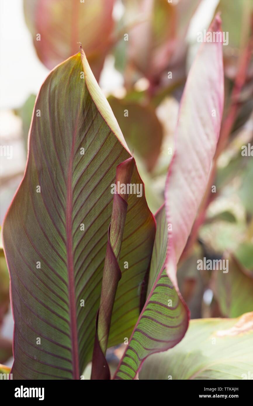 Musifolia hi-res stock photography and images - Alamy