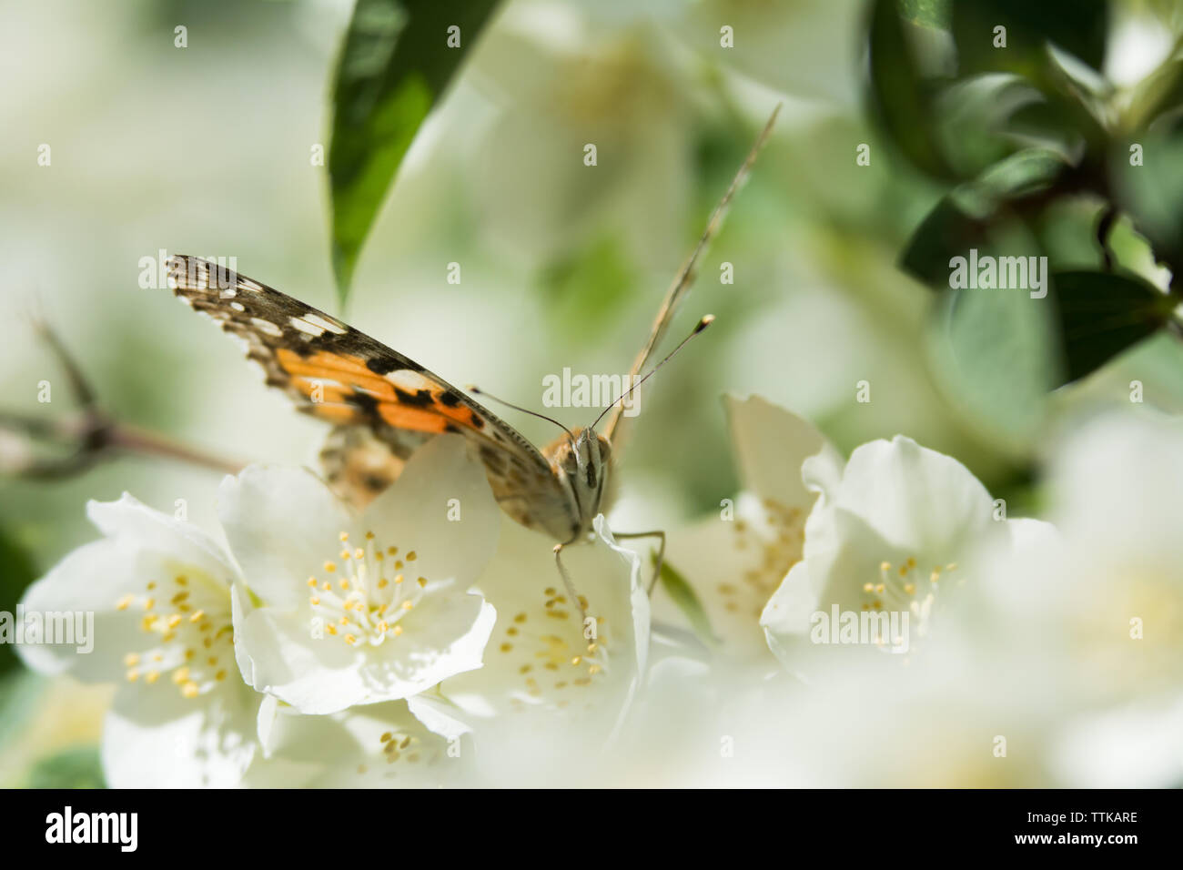 Vanessa cardui butterfly feeding on jasmine blossom - macro - front ...