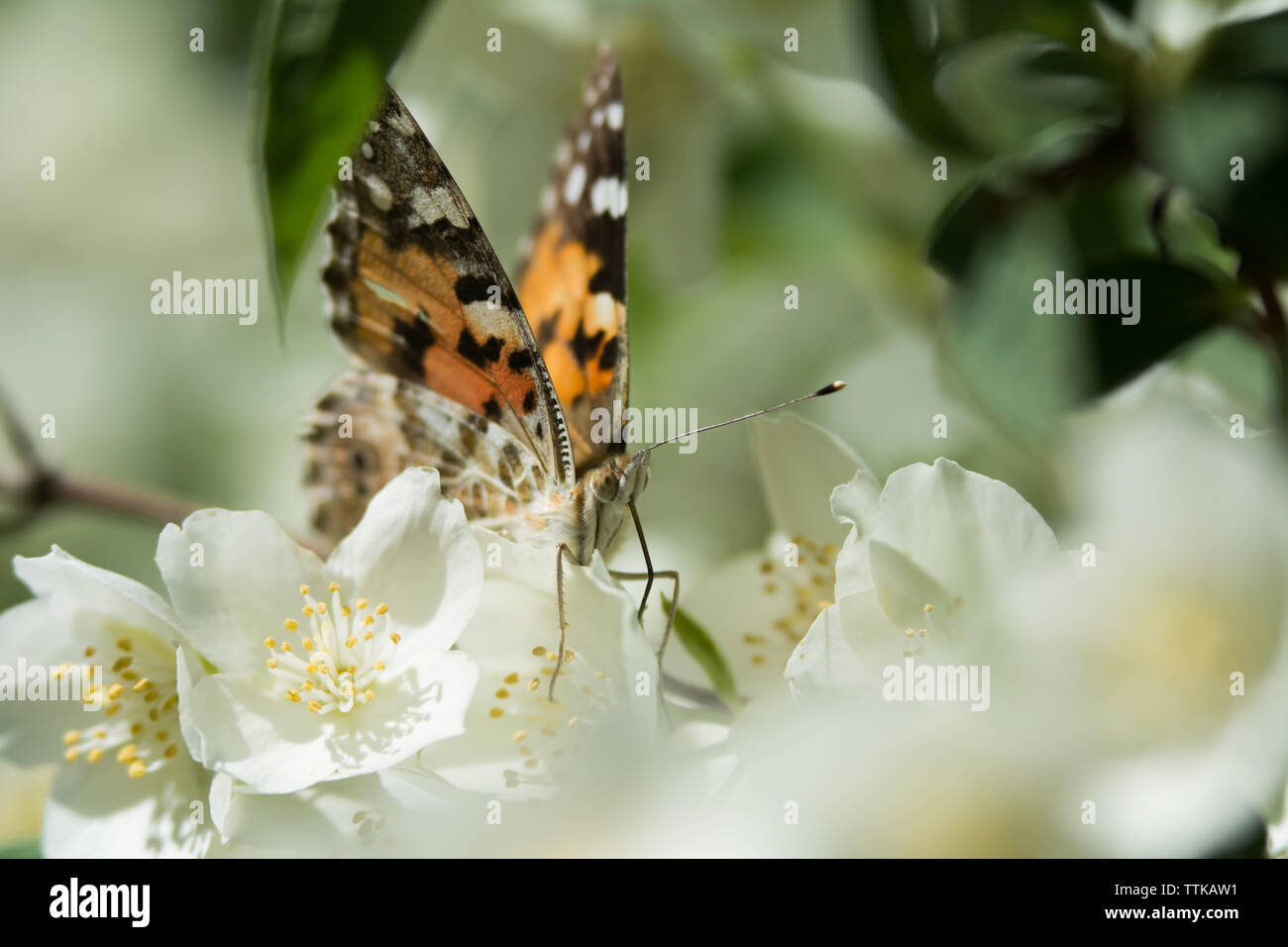 Vanessa cardui butterfly feeding on jasmine blossom - macro with ...