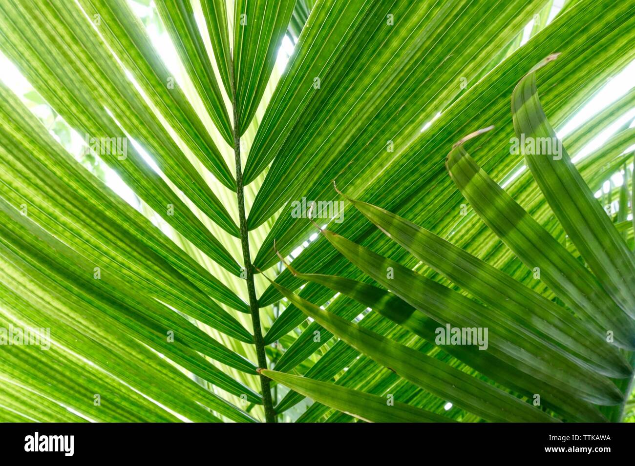 Green tropical palm frond which can be used as art or background Stock ...