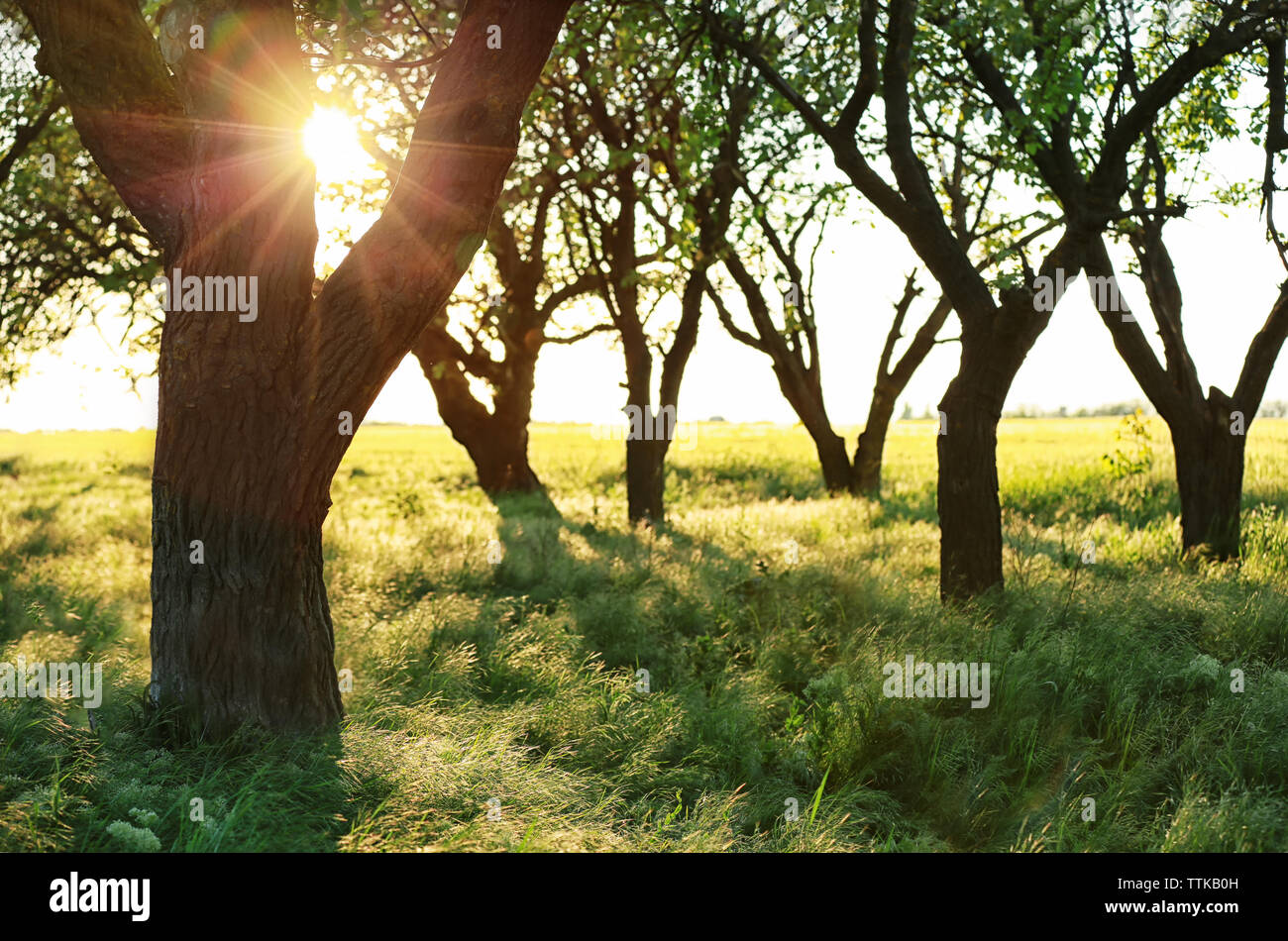 Summer sunny forest trees and green grass Stock Photo - Alamy