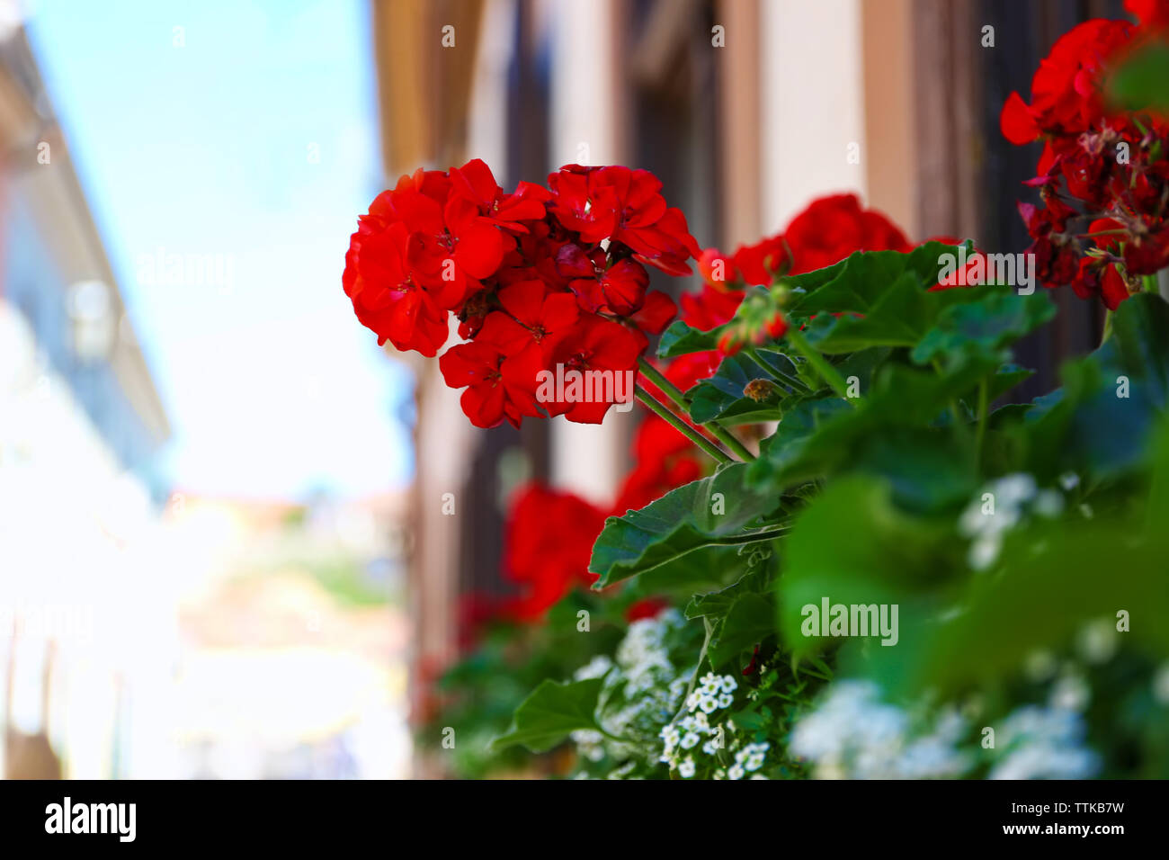 Geranium Plant Roots Flower High Resolution Stock Photography and ...