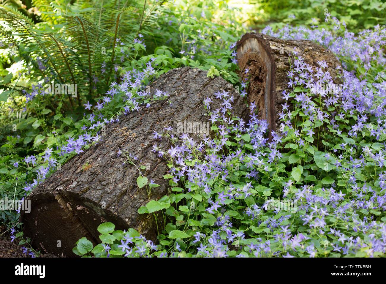 Trailing campanula, trailing bellflower, on a log in Leach Botanical ...