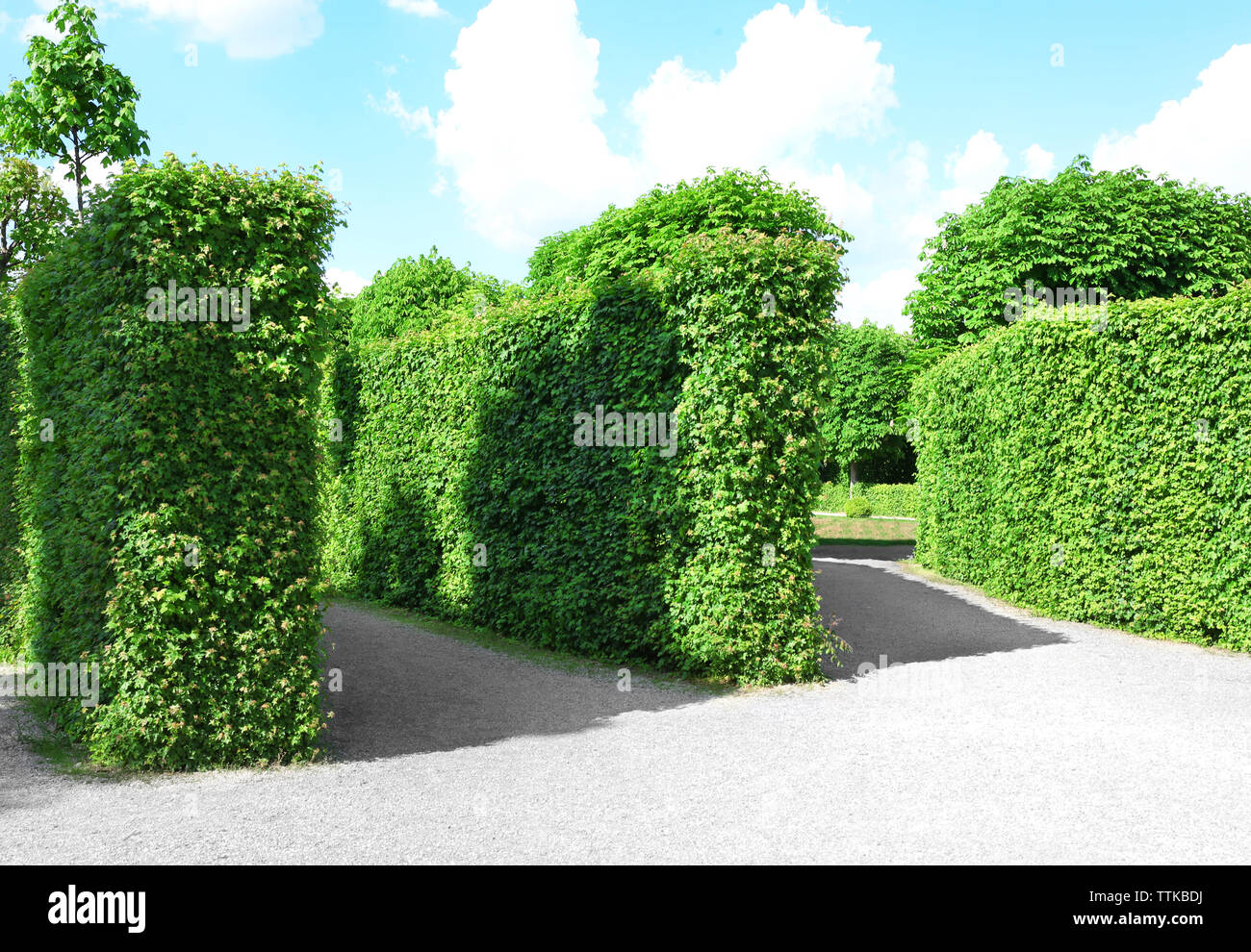 Green walls in spring park Stock Photo - Alamy