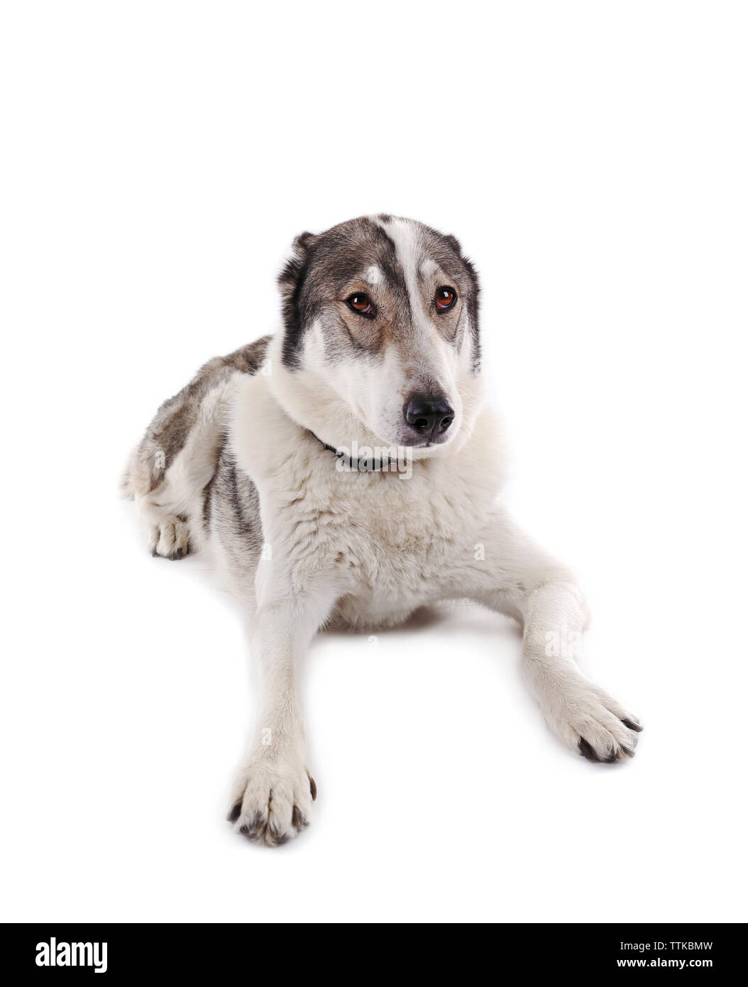 Dog isolated on white Stock Photo - Alamy
