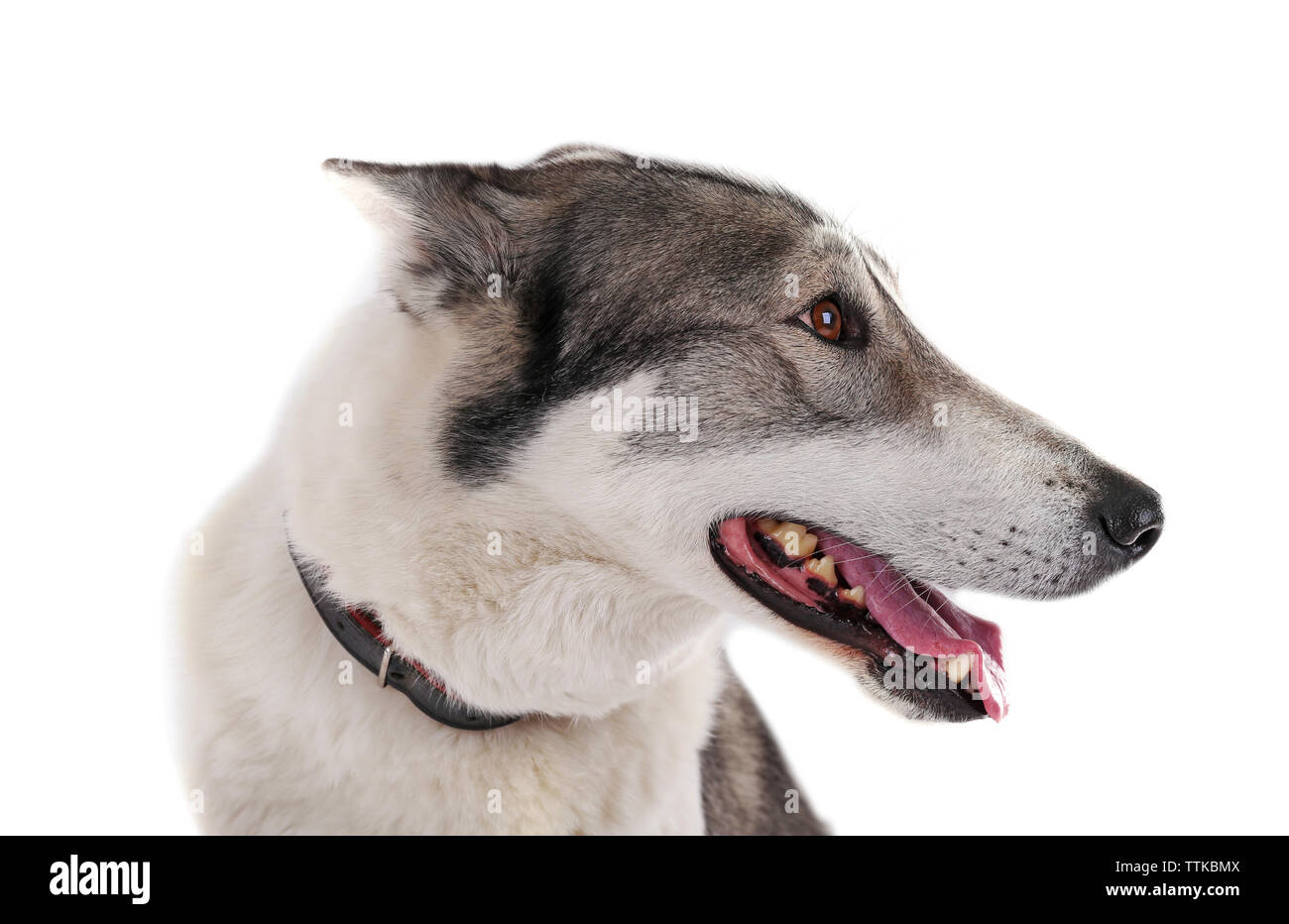 Dog isolated on white Stock Photo - Alamy