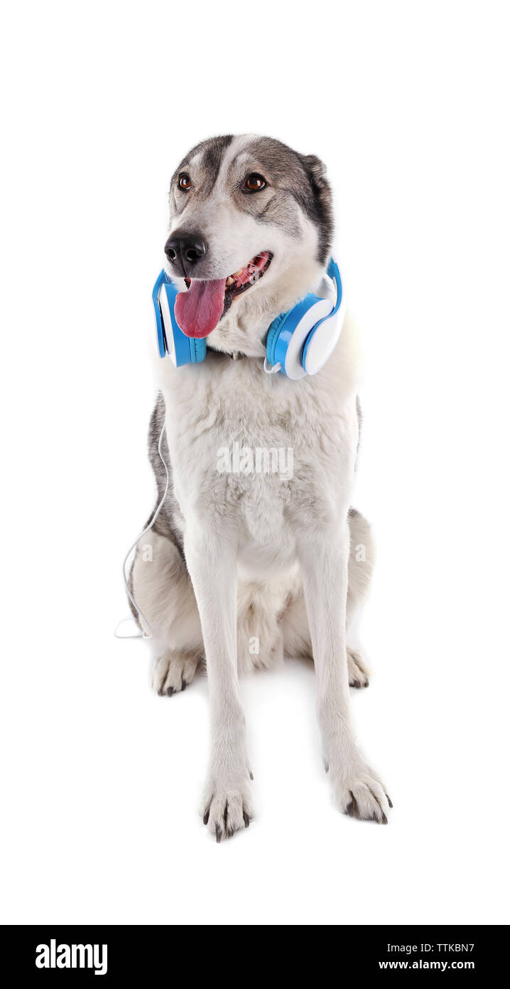 Dog in headphones isolated on white Stock Photo - Alamy