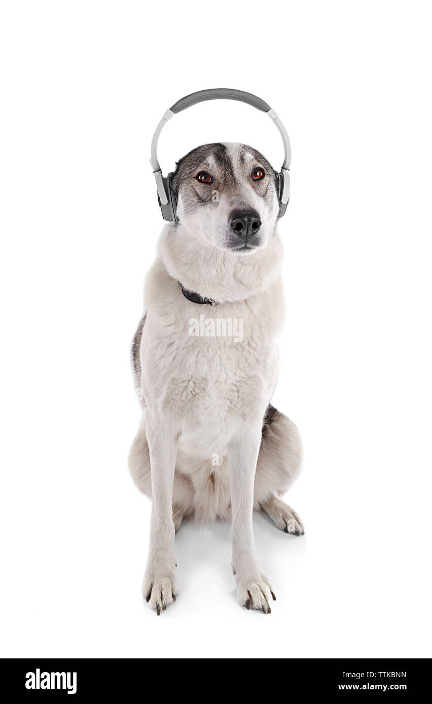 Dog in headphones isolated on white Stock Photo - Alamy